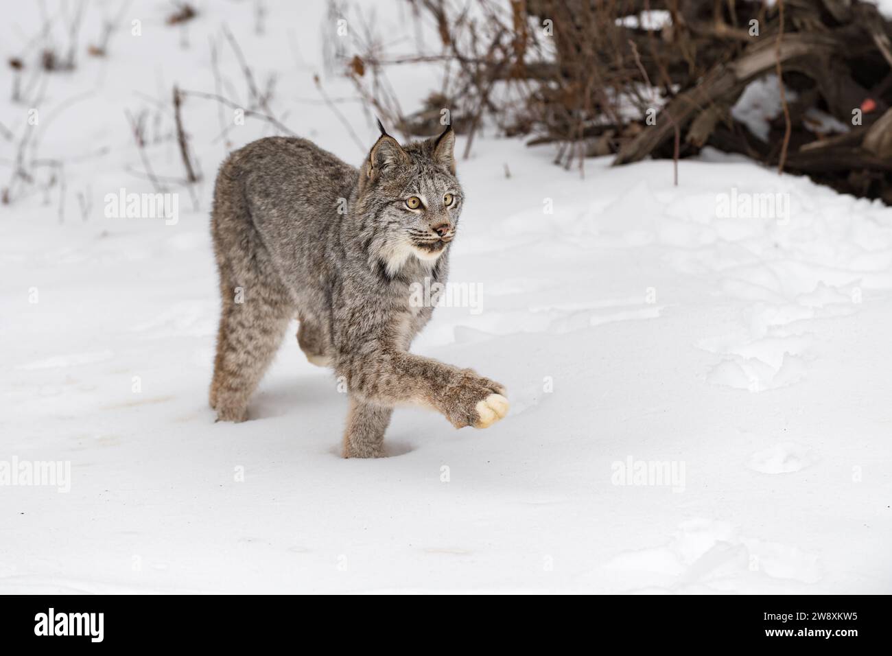 Canadian Lynx (Lynx canadensis) Walks Forward Ears and Paw Up Winter ...