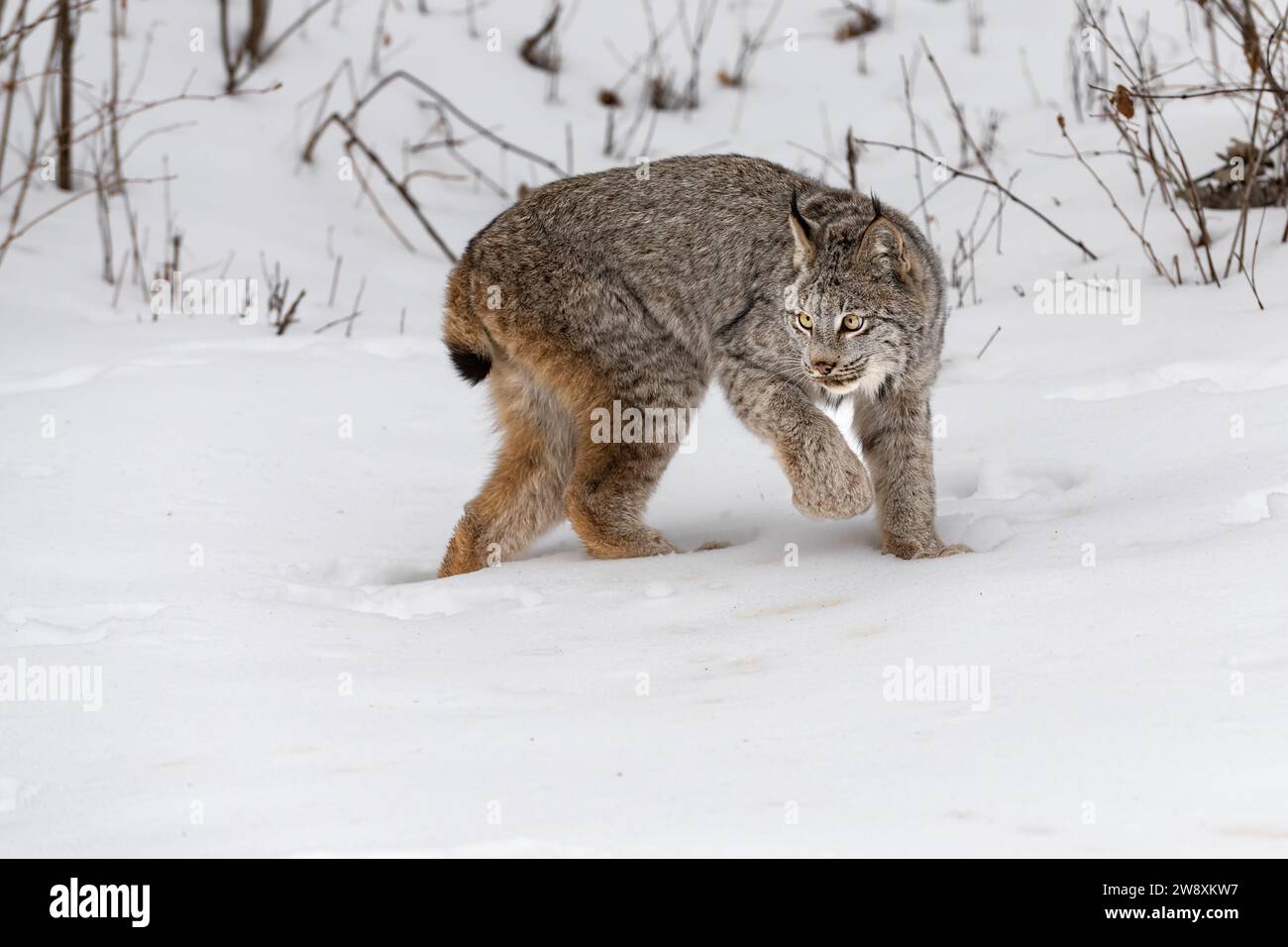 Canadian Lynx (Lynx canadensis) Turns Back to Left Winter - captive ...