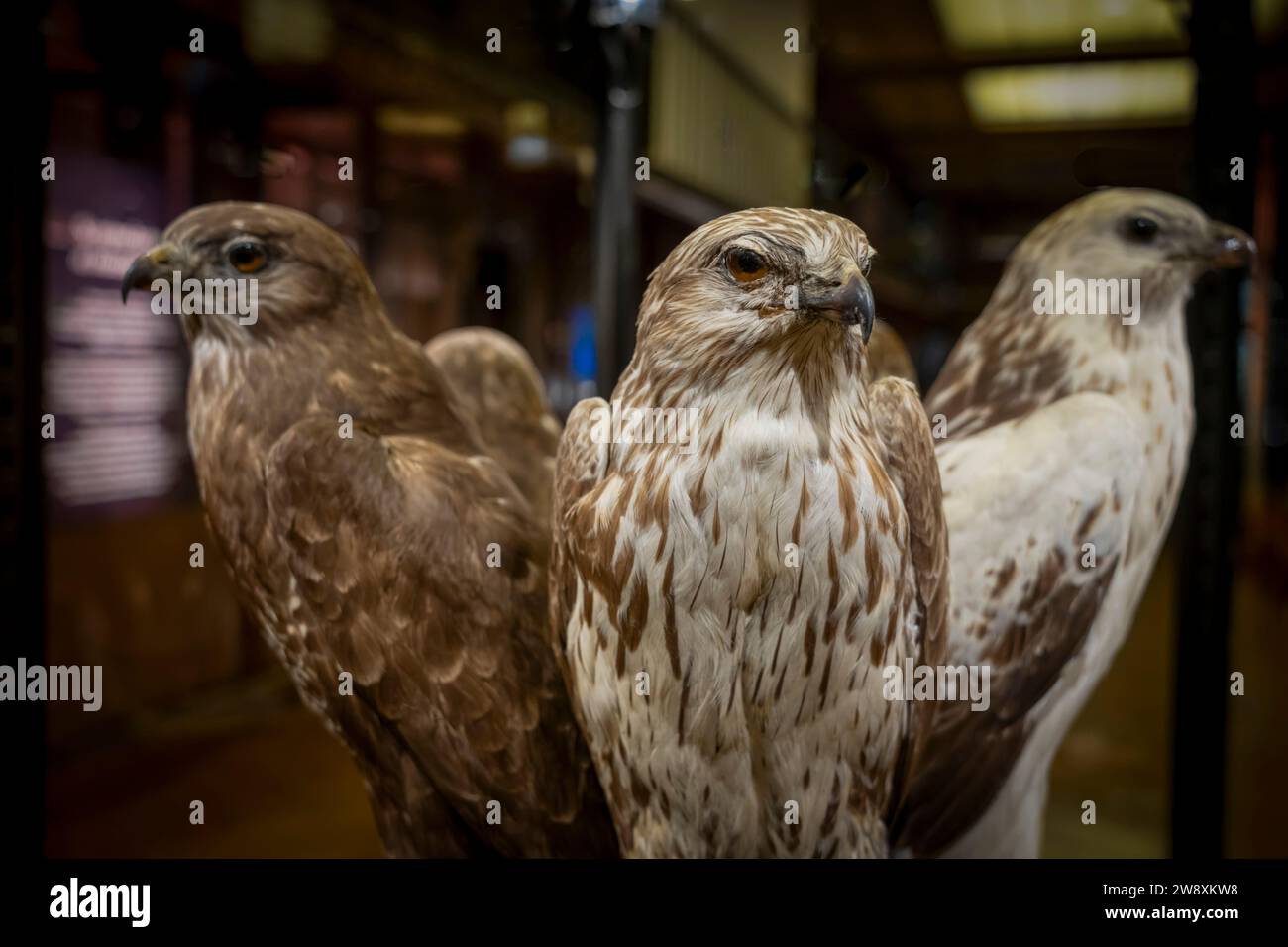 Paris, France - 12 15 2023: The Great Evolution Gallery of Paris. View ...
