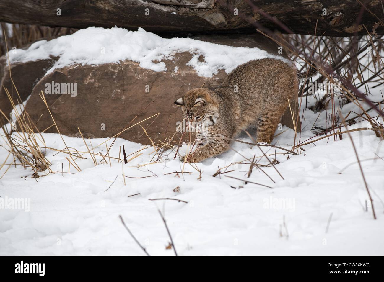 Bobcat (Lynx rufus) Digs in Snow With Front Paws Winter - captive ...