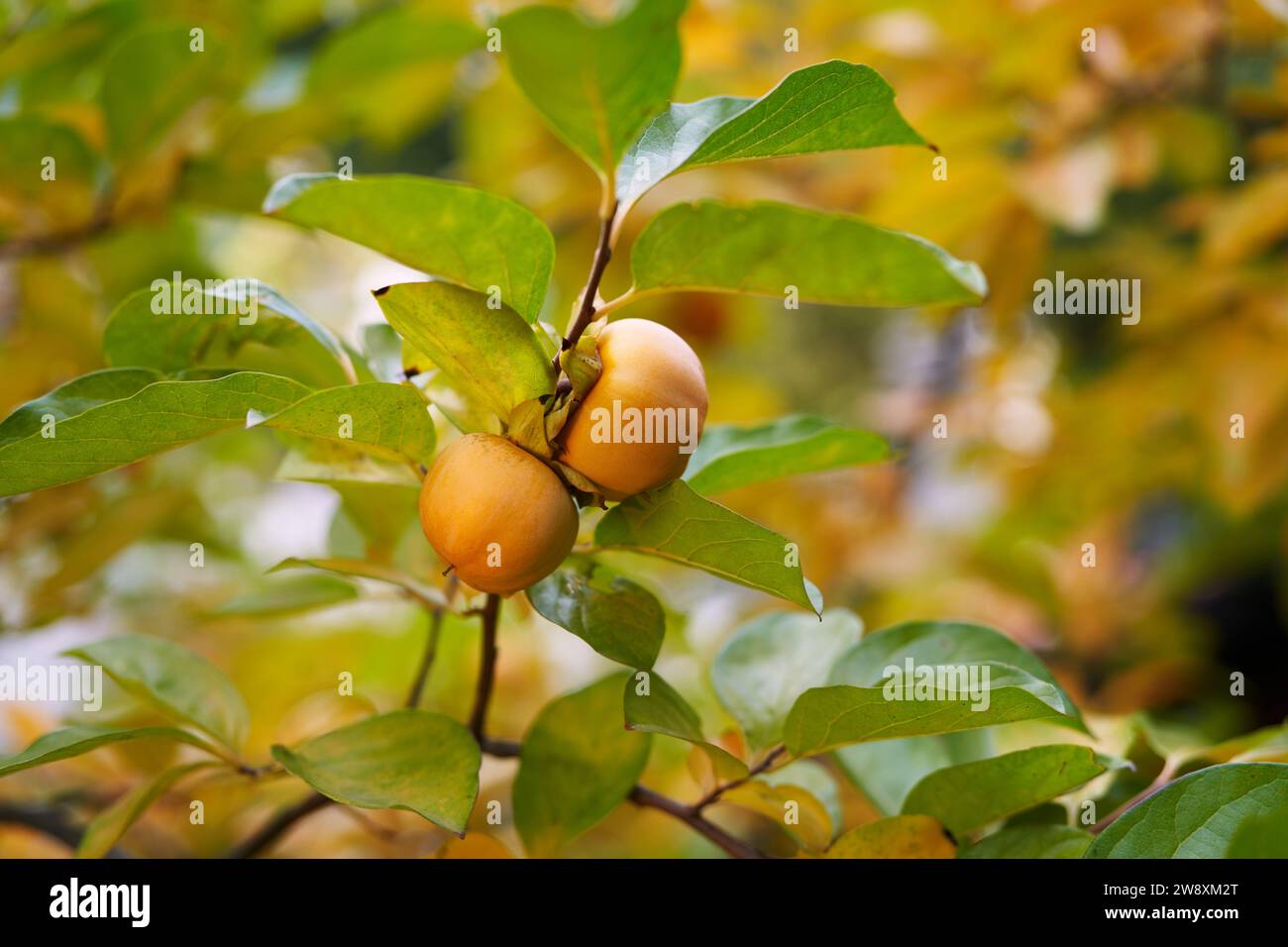 Two yellow persimmons hang from both sides on a tree branch in a grove ...