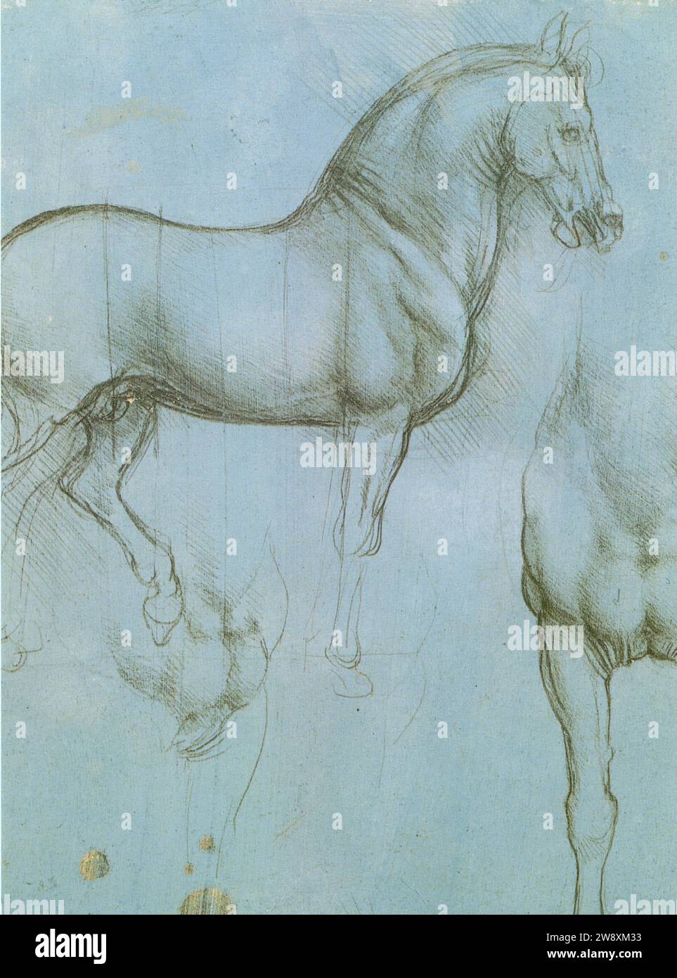 LEONARDO DA VINCI.METALPOINT STUDIES OF A HORSE.1490 Stock Photo - Alamy