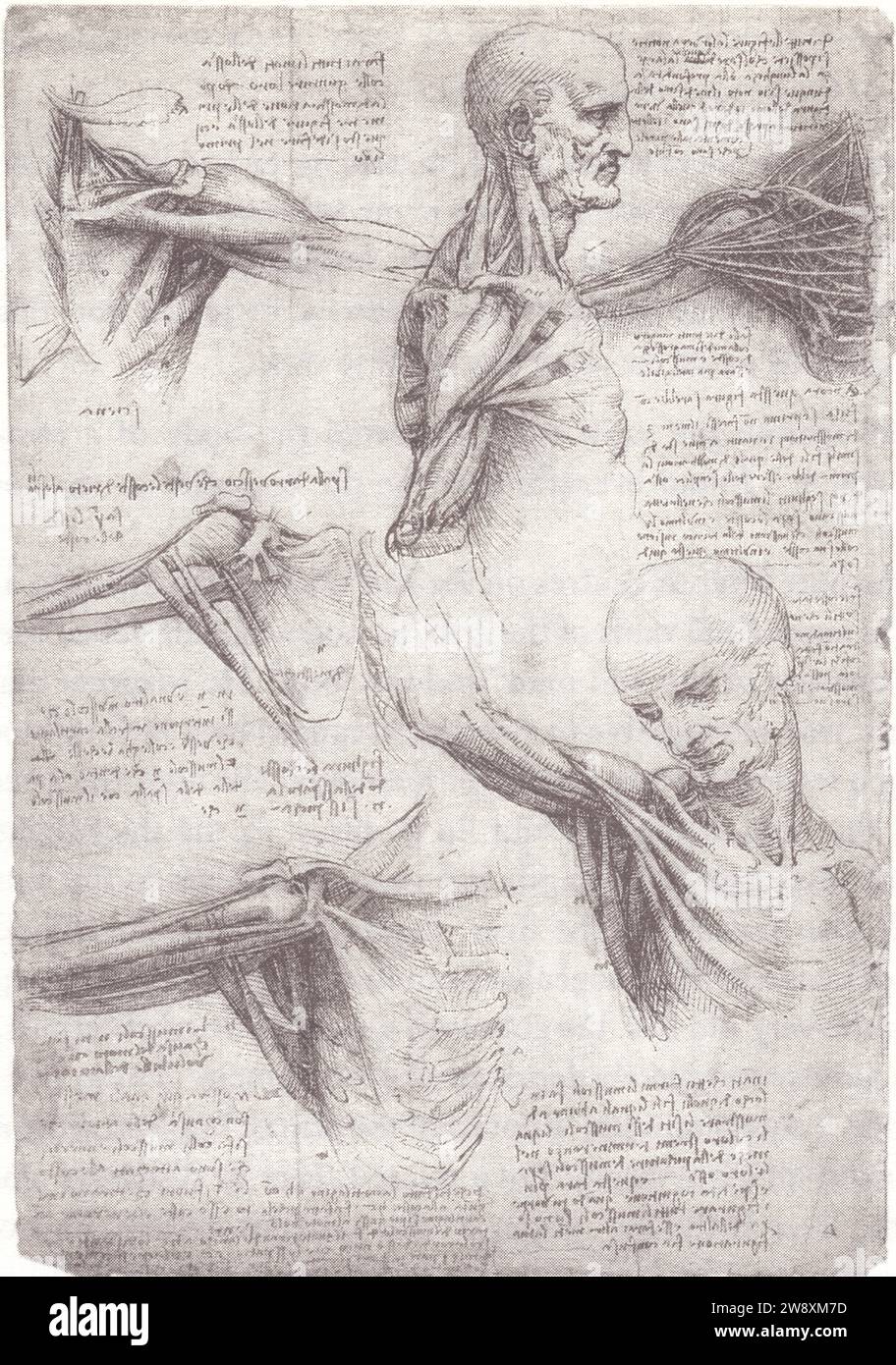 LEONARDO DA VINCI.ANATOMICAL DISSECTION OF THE SHOULDER AND NECK,1508 ...