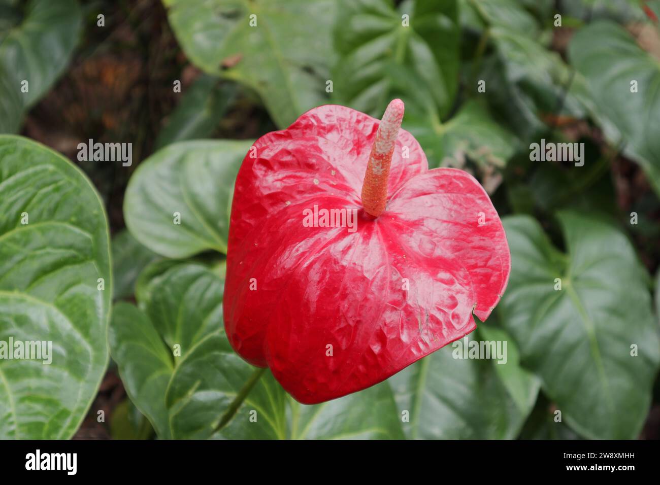 View from above a red Anthurium flower bloom in the garden. This red ...