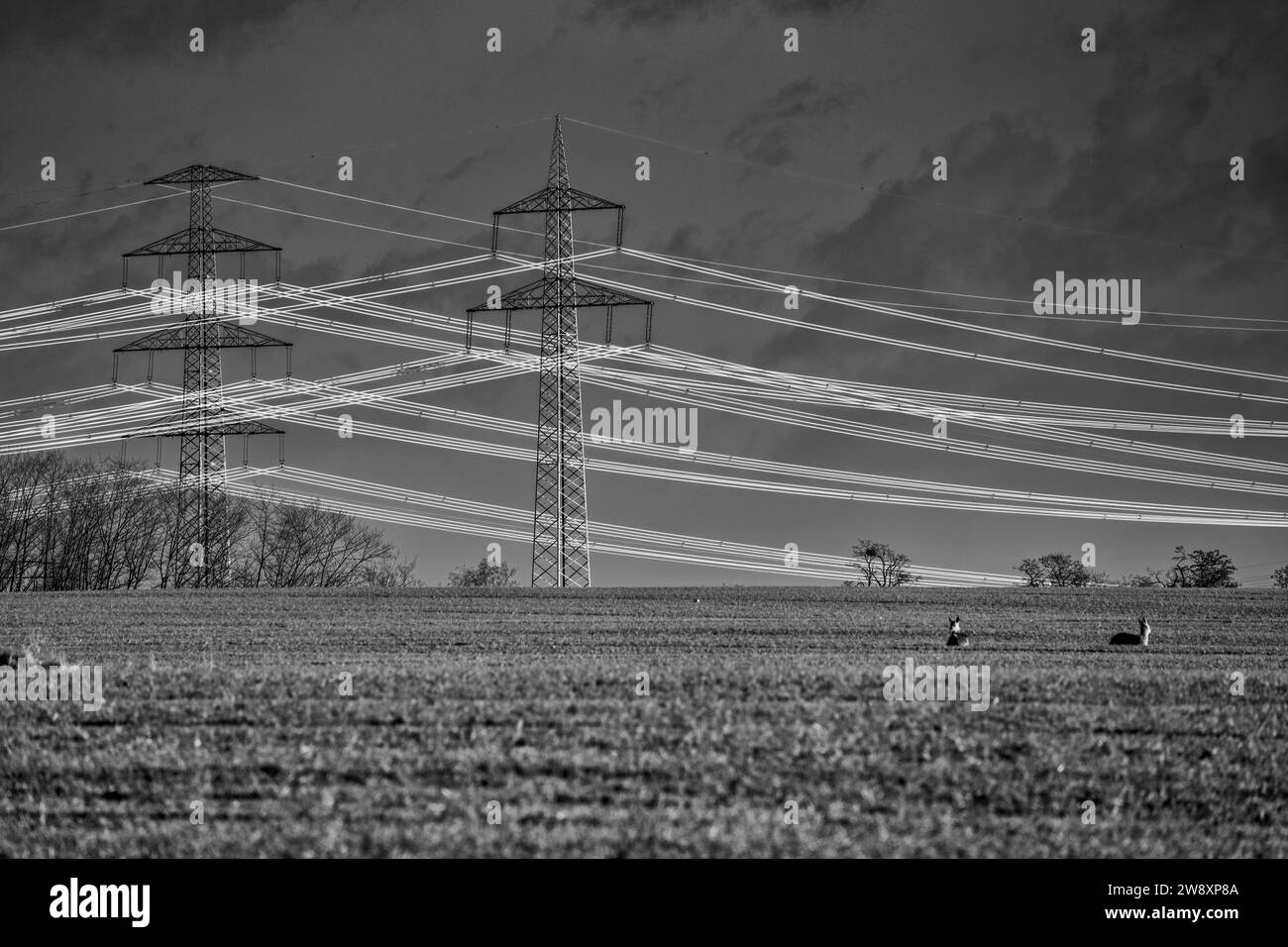 Rehe auf dem feld Black and White Stock Photos & Images - Alamy