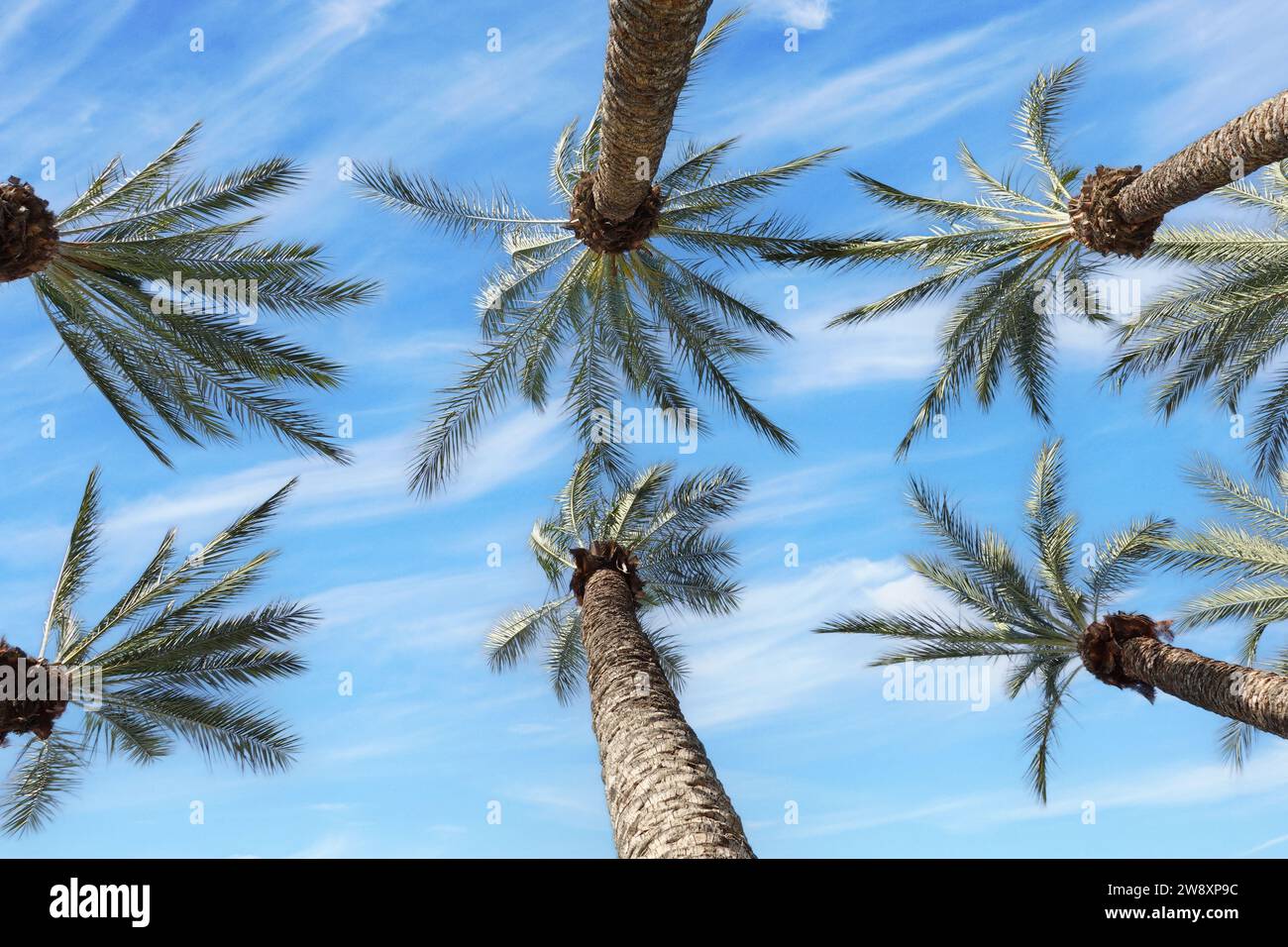 View upward through palm trees with blue sky and clouds Stock Photo - Alamy