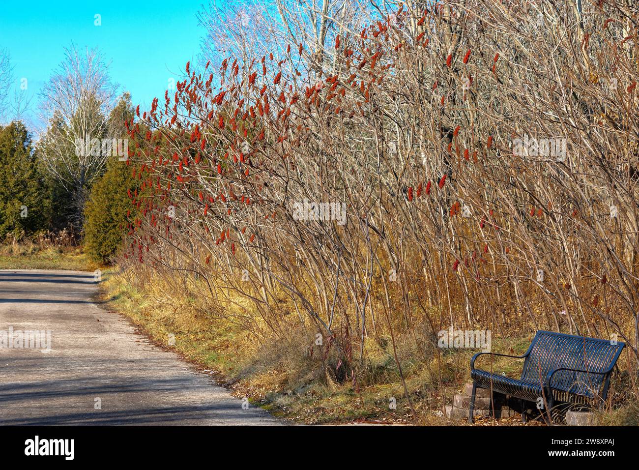 Black metal bench in the Sumac bush near the park road Stock Photo - Alamy