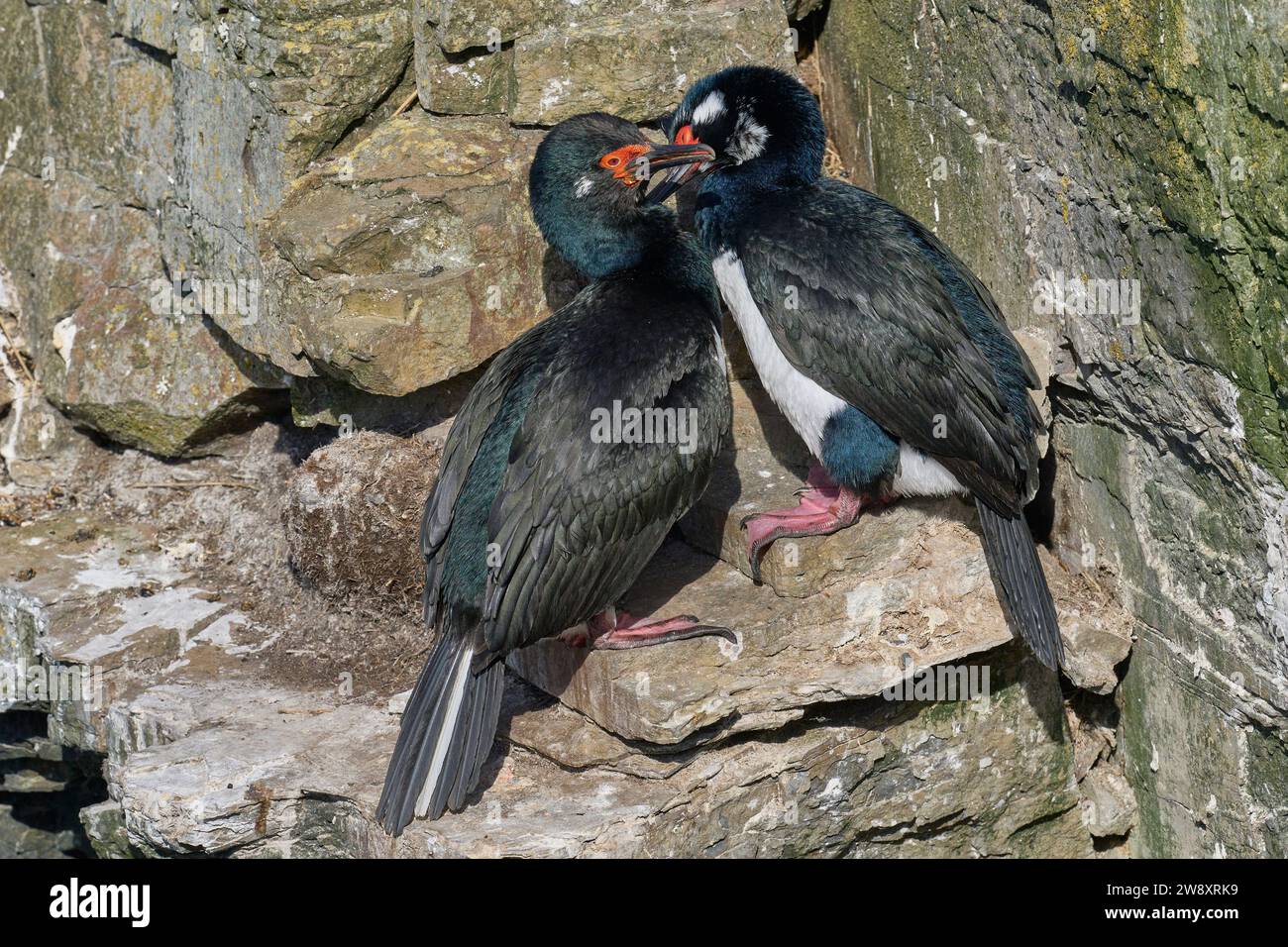 Rock Shags (Phalacrocorax magellanicus) nesting on the cliffs of ...