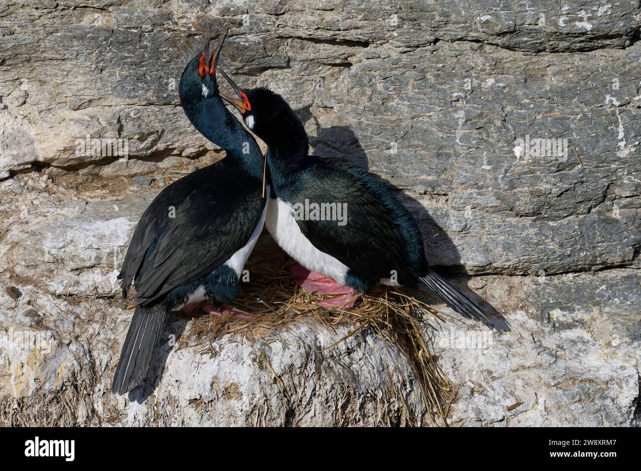 Rock Shags (Phalacrocorax magellanicus) nesting on the cliffs of ...