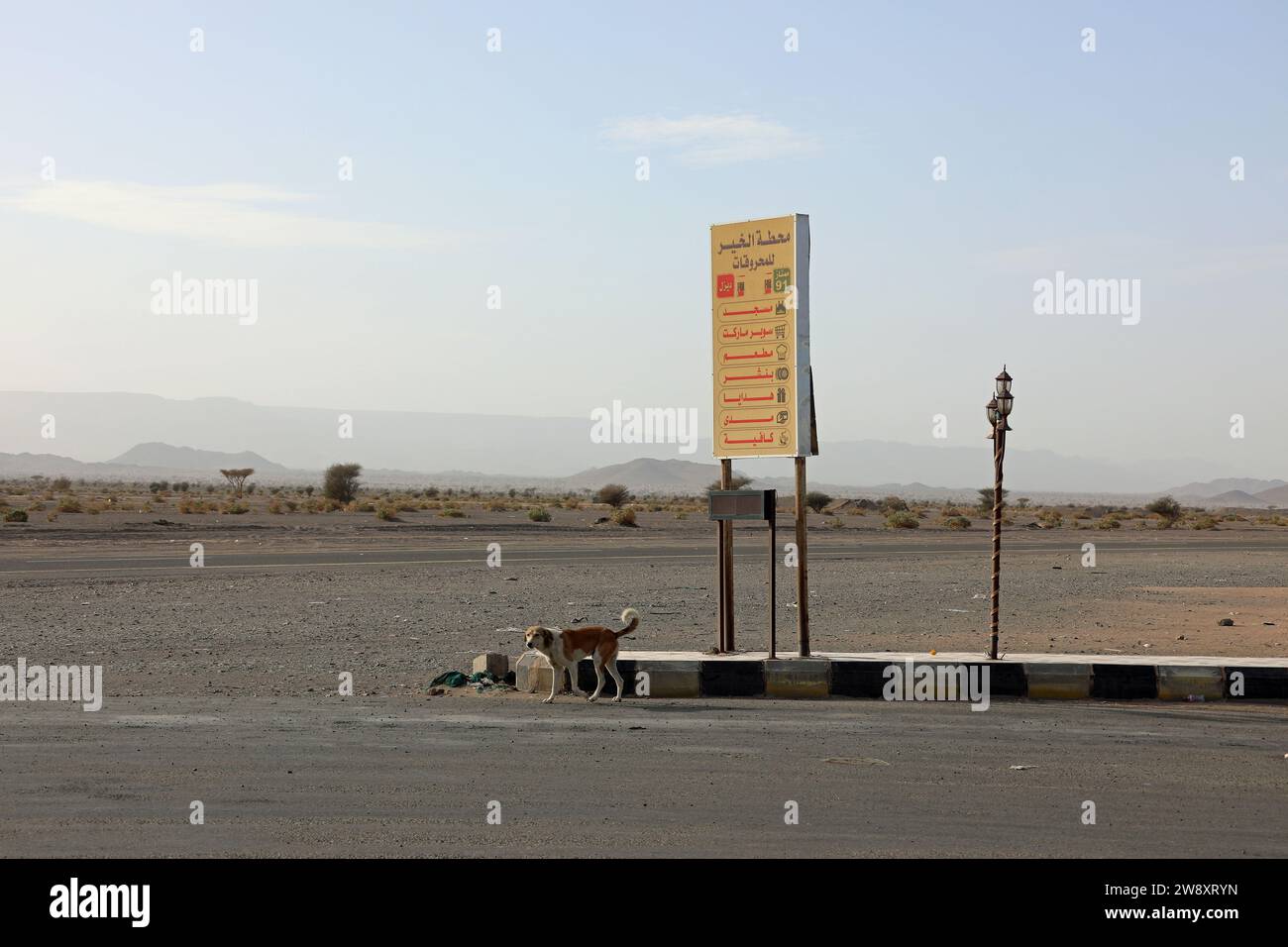 Feral dog in the Saudi Arabian desert Stock Photo - Alamy