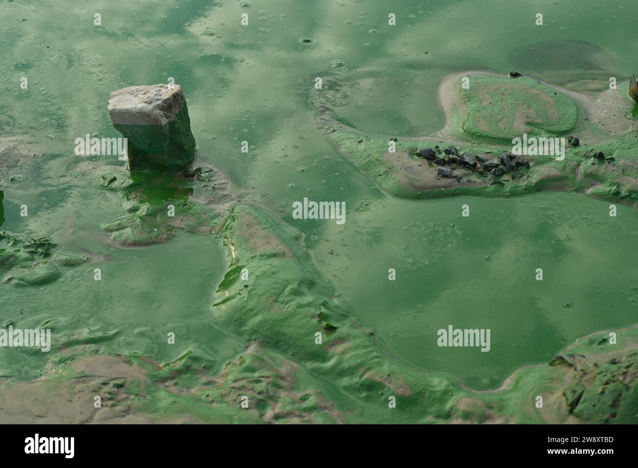 Fill with stagnant water hi-res stock photography and images - Alamy