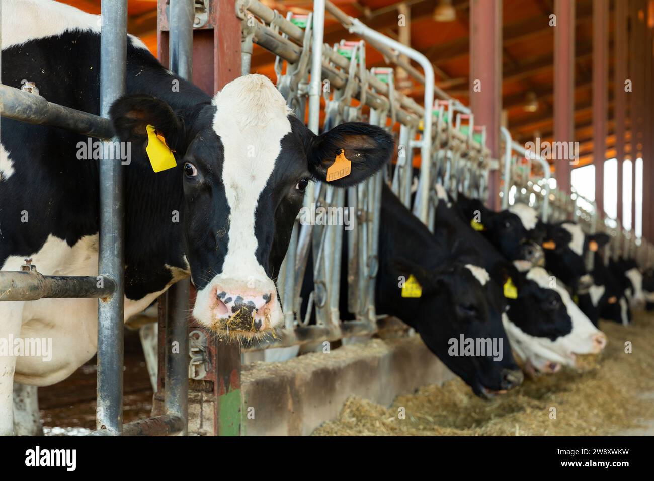 Animal cow barn forage animal husbandry hi-res stock photography and ...