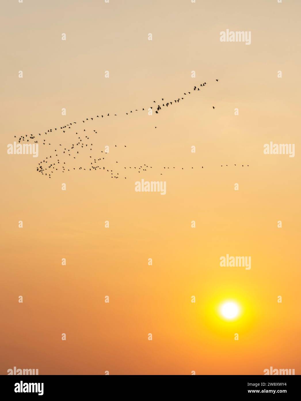 Laos sunset birds hi-res stock photography and images - Alamy