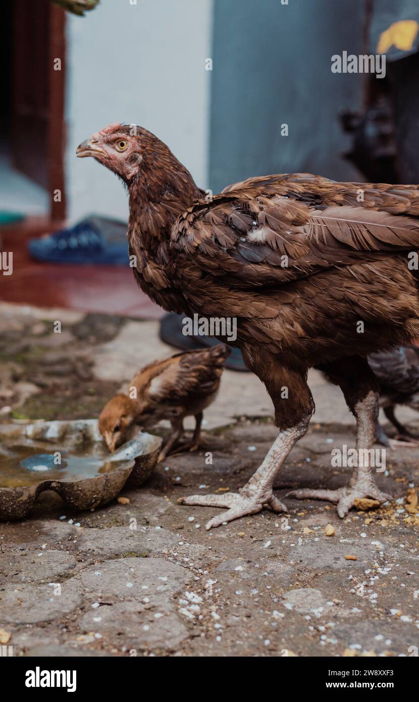 chicken and its kids Stock Photo - Alamy