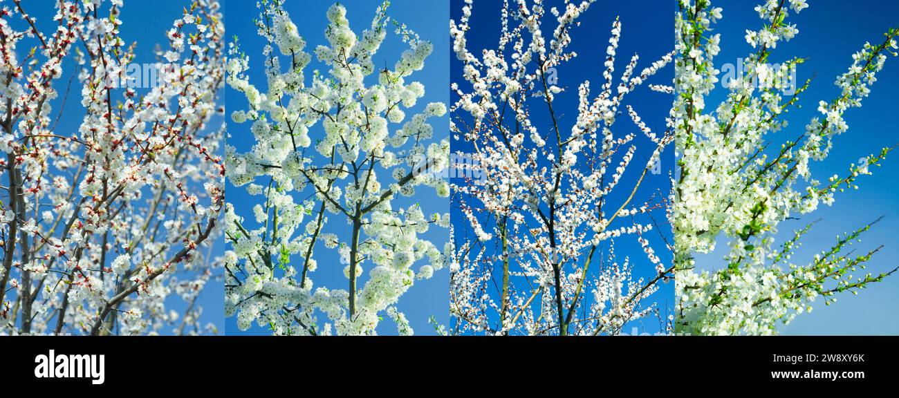 Flowering tree collage Stock Photo - Alamy