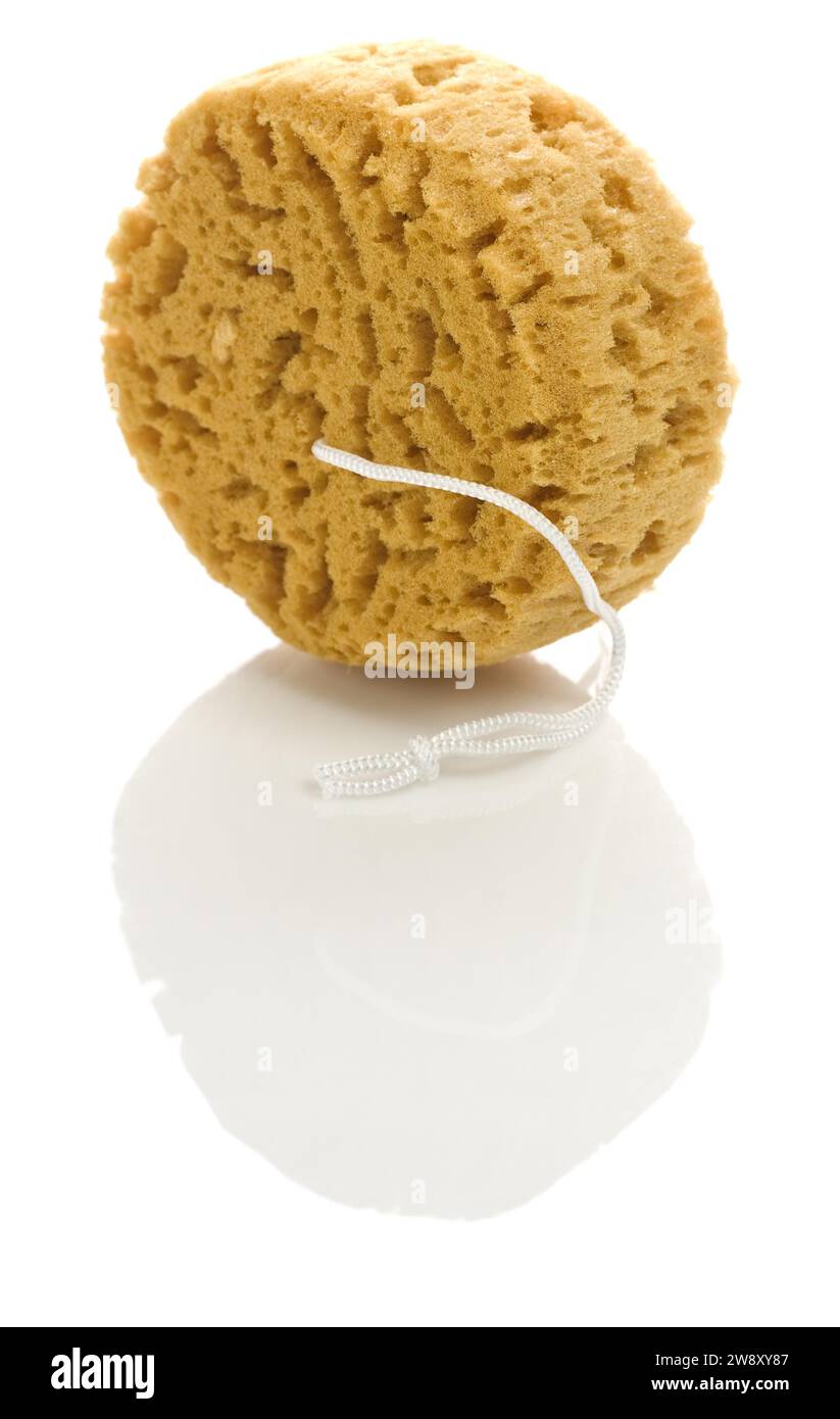 Sponge photo Cut Out Stock Images & Pictures - Alamy