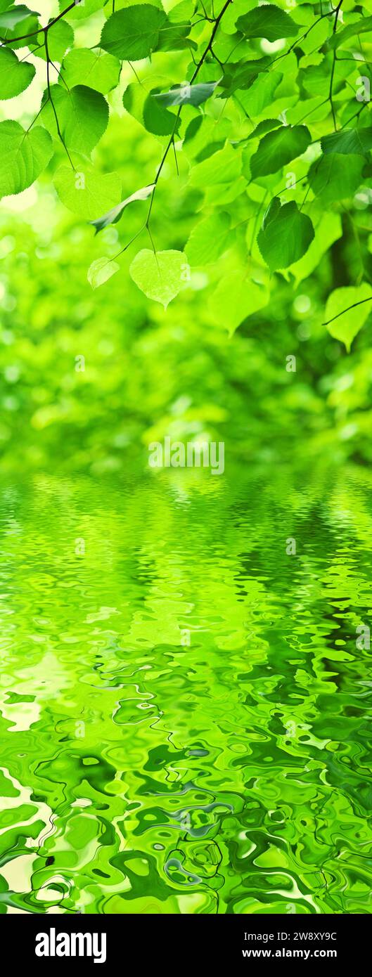 Green leaves and water Stock Photo - Alamy