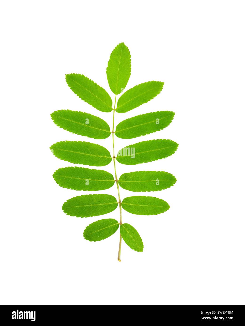 Acacia tree Cut Out Stock Images & Pictures - Alamy