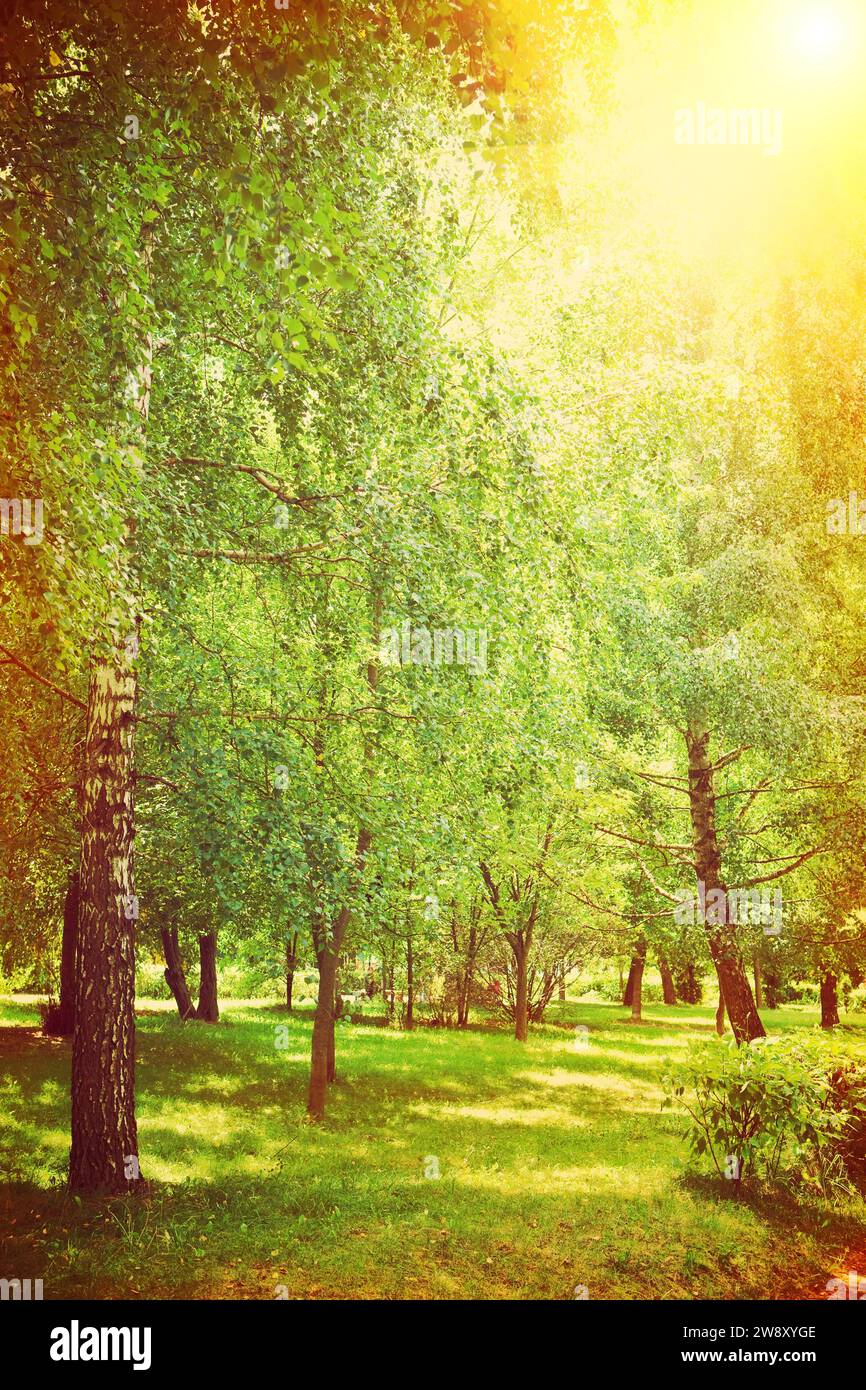 Interconnected trees hi-res stock photography and images - Alamy