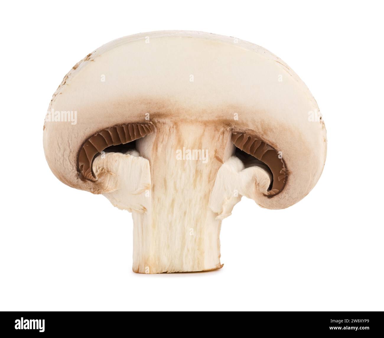 Mushrooms section closeup Stock Photo - Alamy