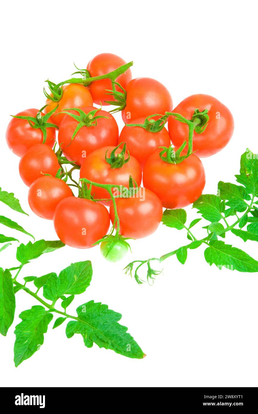 Composition of the tomato Stock Photo - Alamy