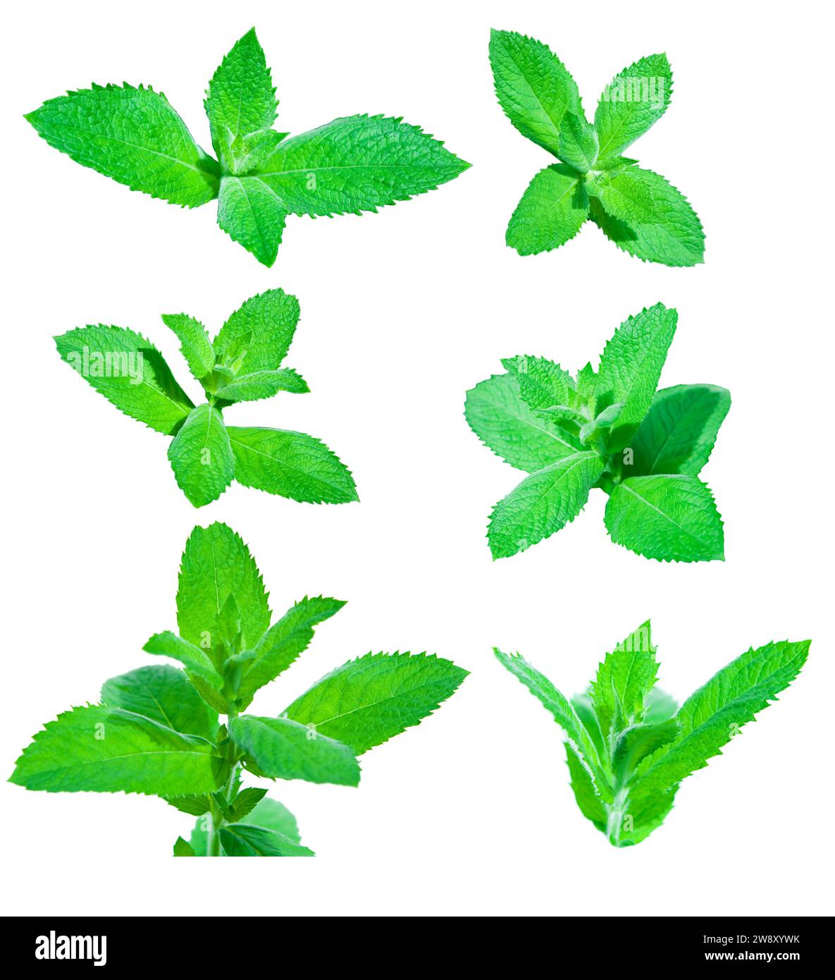 Group of mint plant hi-res stock photography and images - Alamy