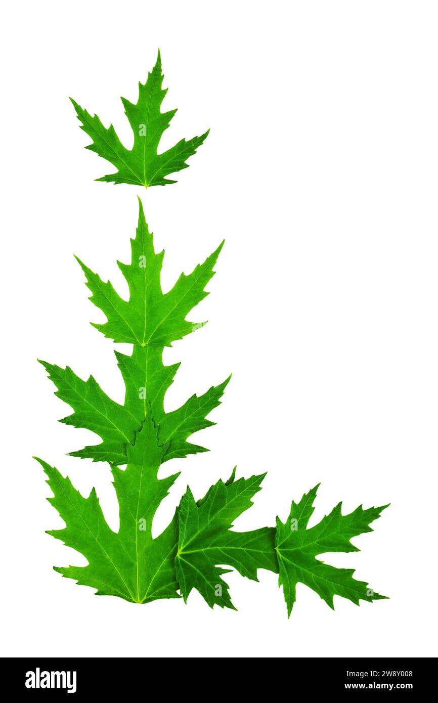 Maple frame Cut Out Stock Images & Pictures - Alamy