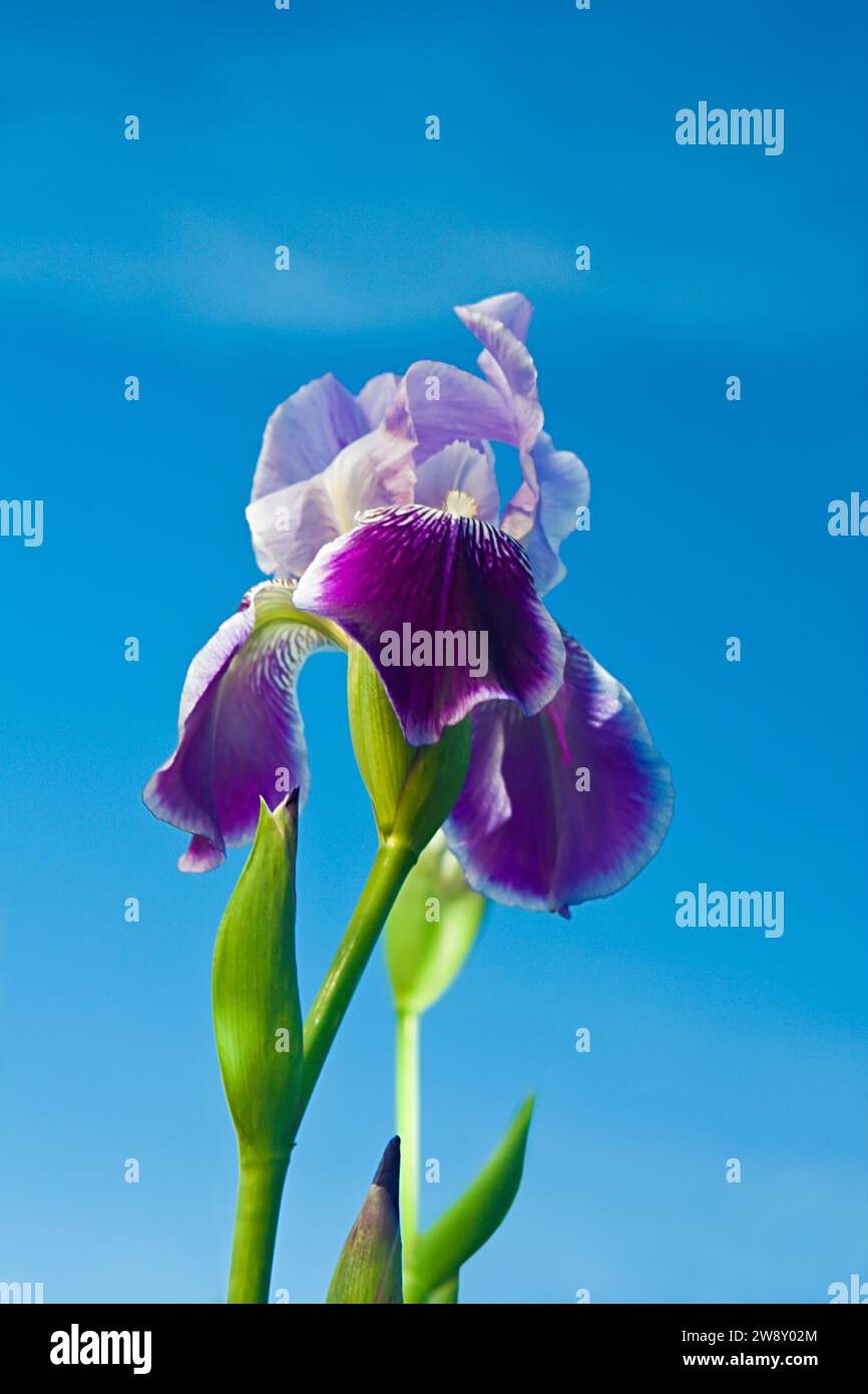Blue iris abstract view hi-res stock photography and images - Alamy