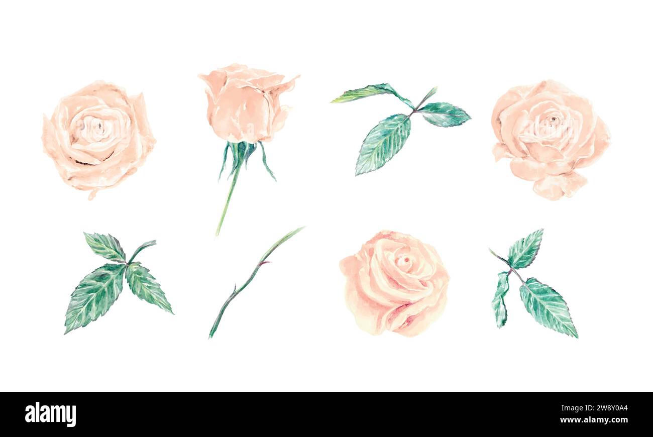 Pink roses watercolor. Flower set vector illustration isolated on white ...