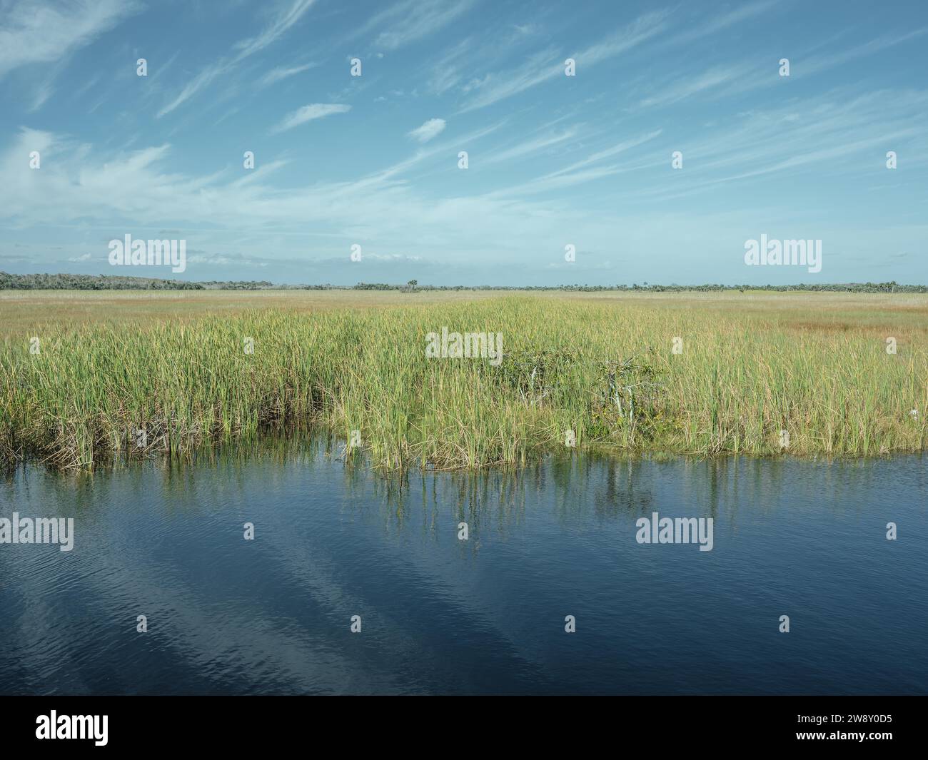 Reeds in a lagoon, Big Cypress National Preserve, Everglades, North ...