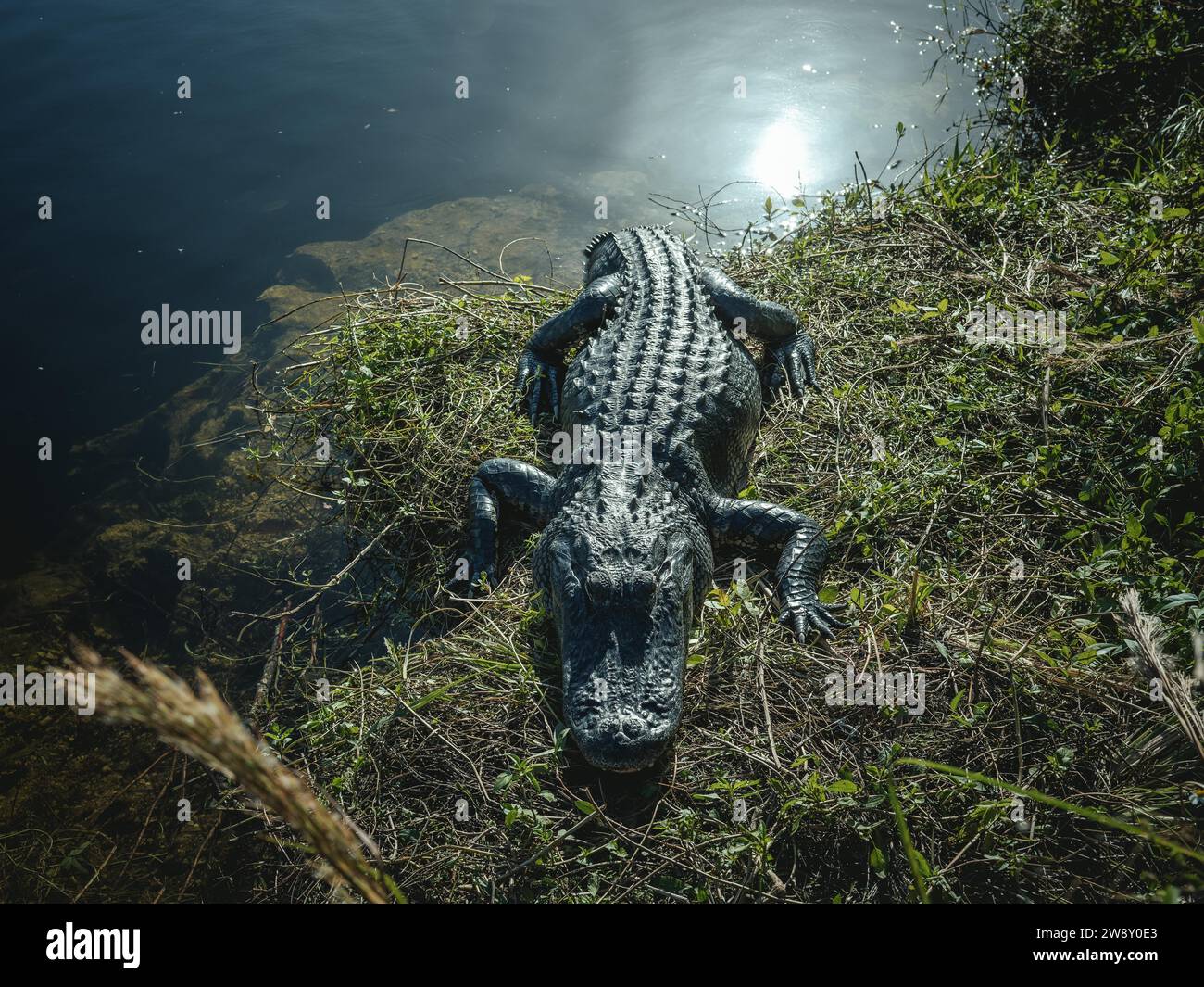 Alligator (Alligator mississippiensis), Big Cypress National Preserve ...