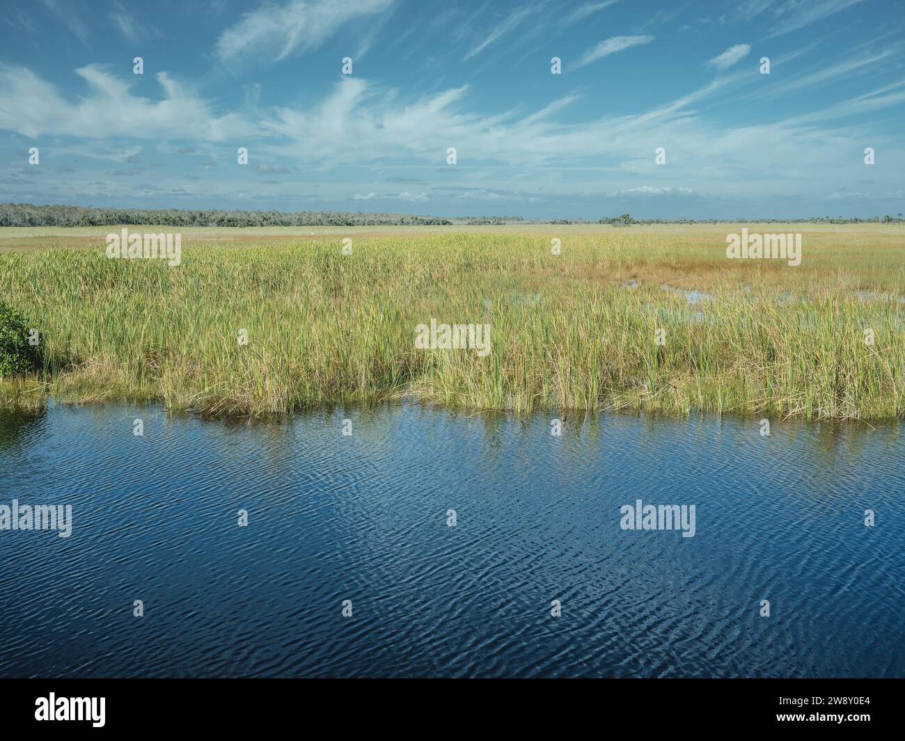 Reeds in a lagoon, Big Cypress National Preserve, Everglades, North ...
