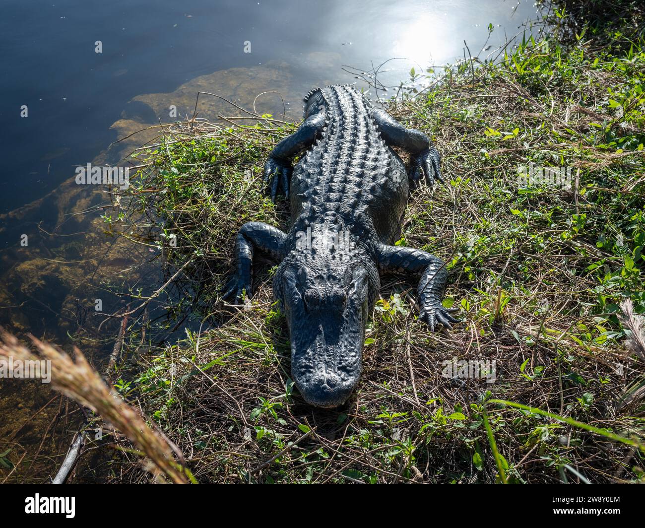 Alligator (Alligator mississippiensis), Big Cypress National Preserve ...