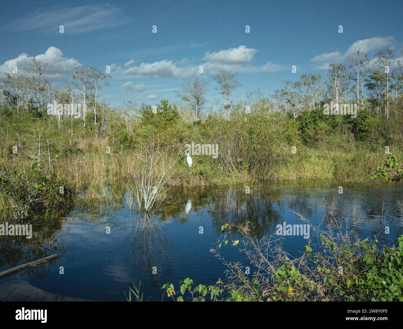 Water arm, Great Egret (Area Alba), Big Cypress National Preserve ...