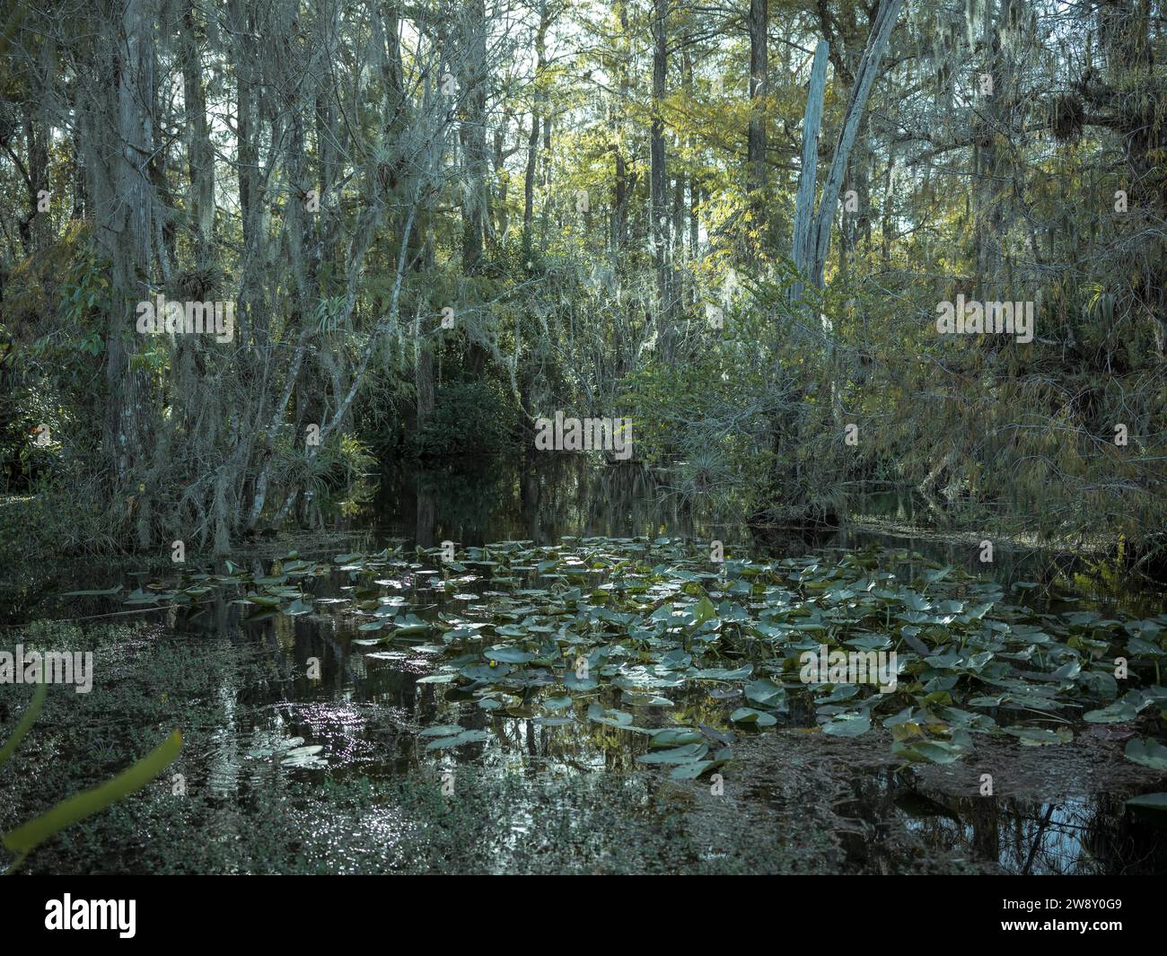 Mangrove forest, Big Cypress National Preserve, Everglades, North ...