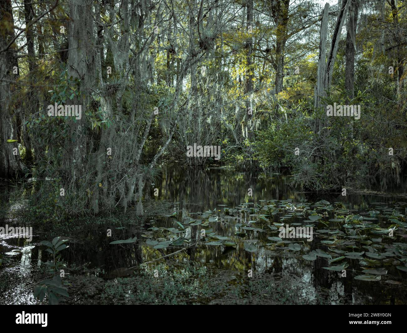 Mangrove forest, Big Cypress National Preserve, Everglades, North ...