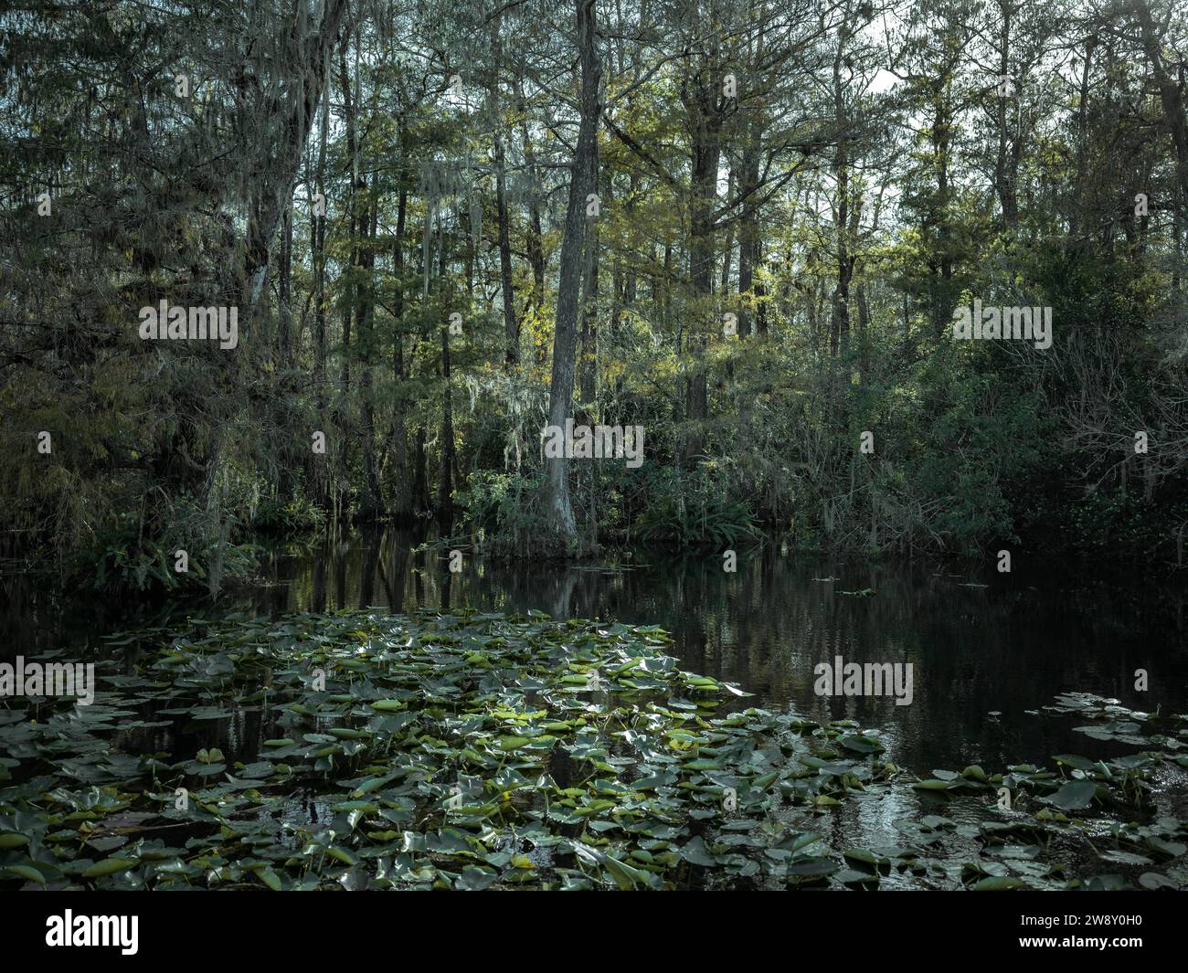 Mangrove forest, Big Cypress National Preserve, Everglades, North ...