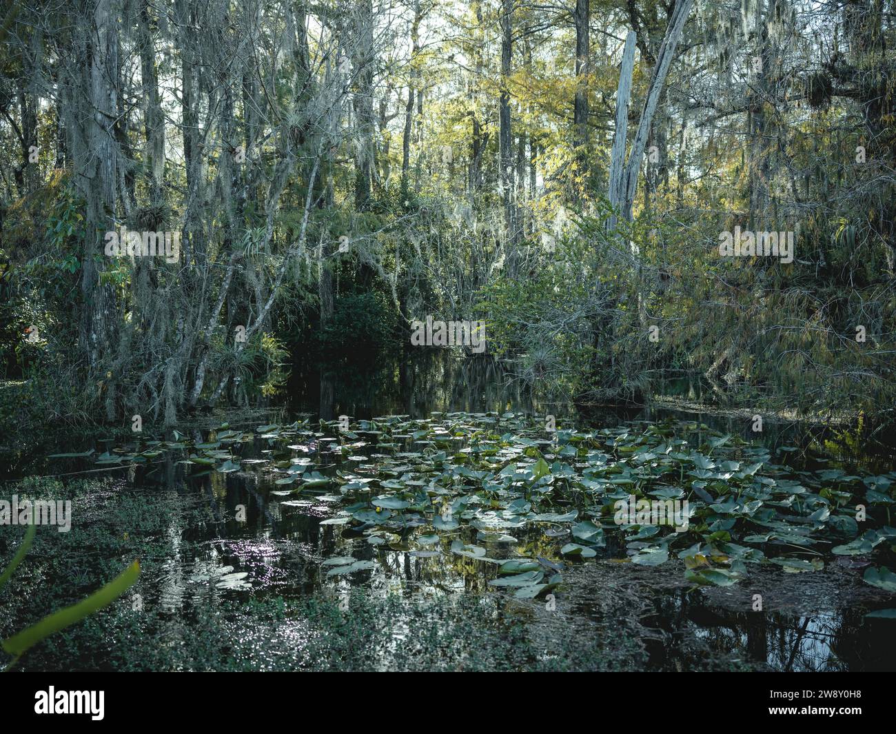 Mangrove forest, Big Cypress National Preserve, Everglades, North ...