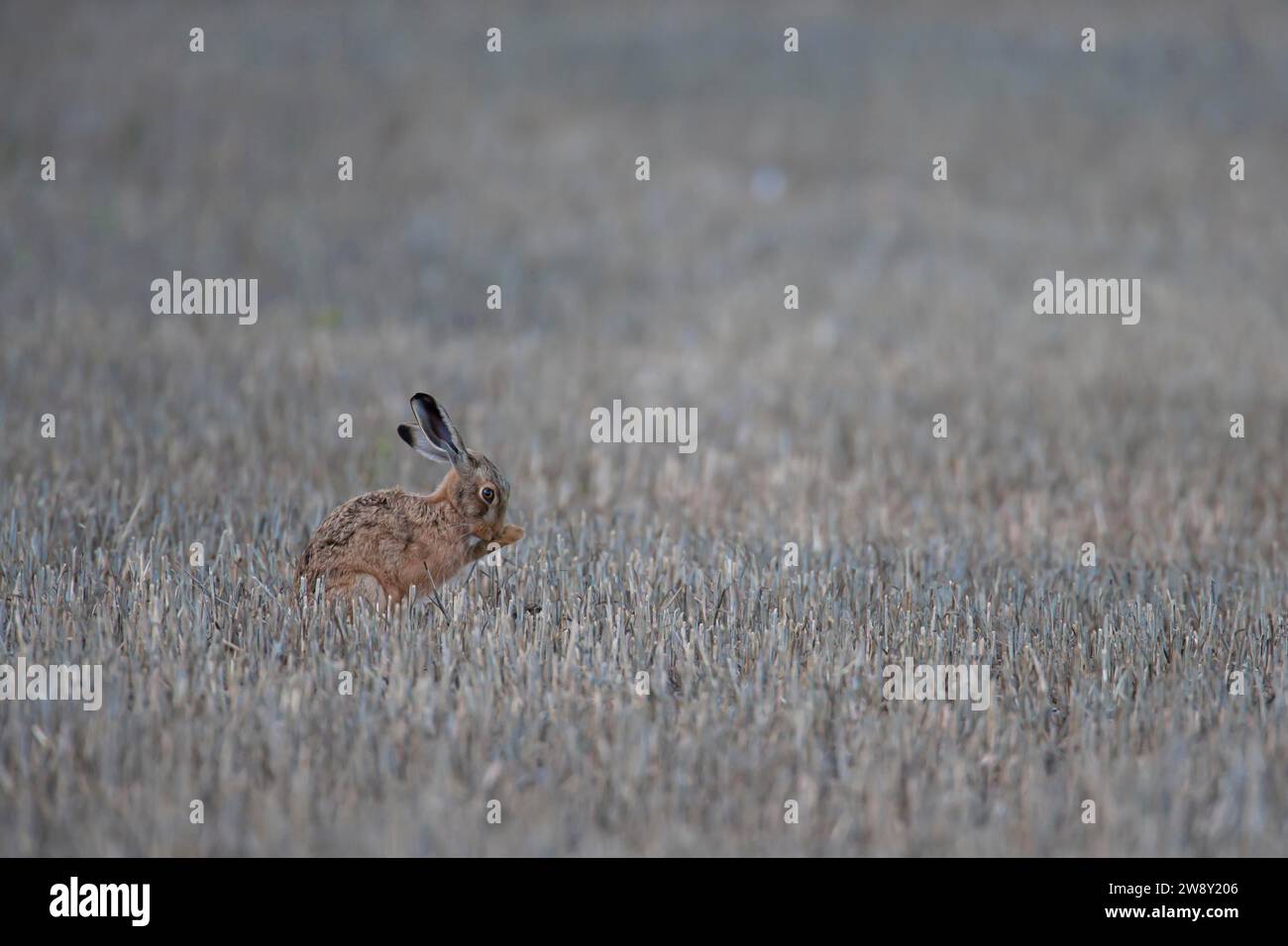 Hare foot hi-res stock photography and images - Alamy
