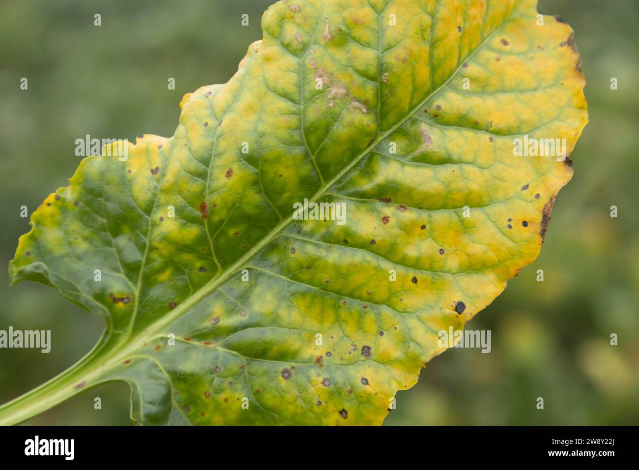 Viral disease hi-res stock photography and images - Alamy