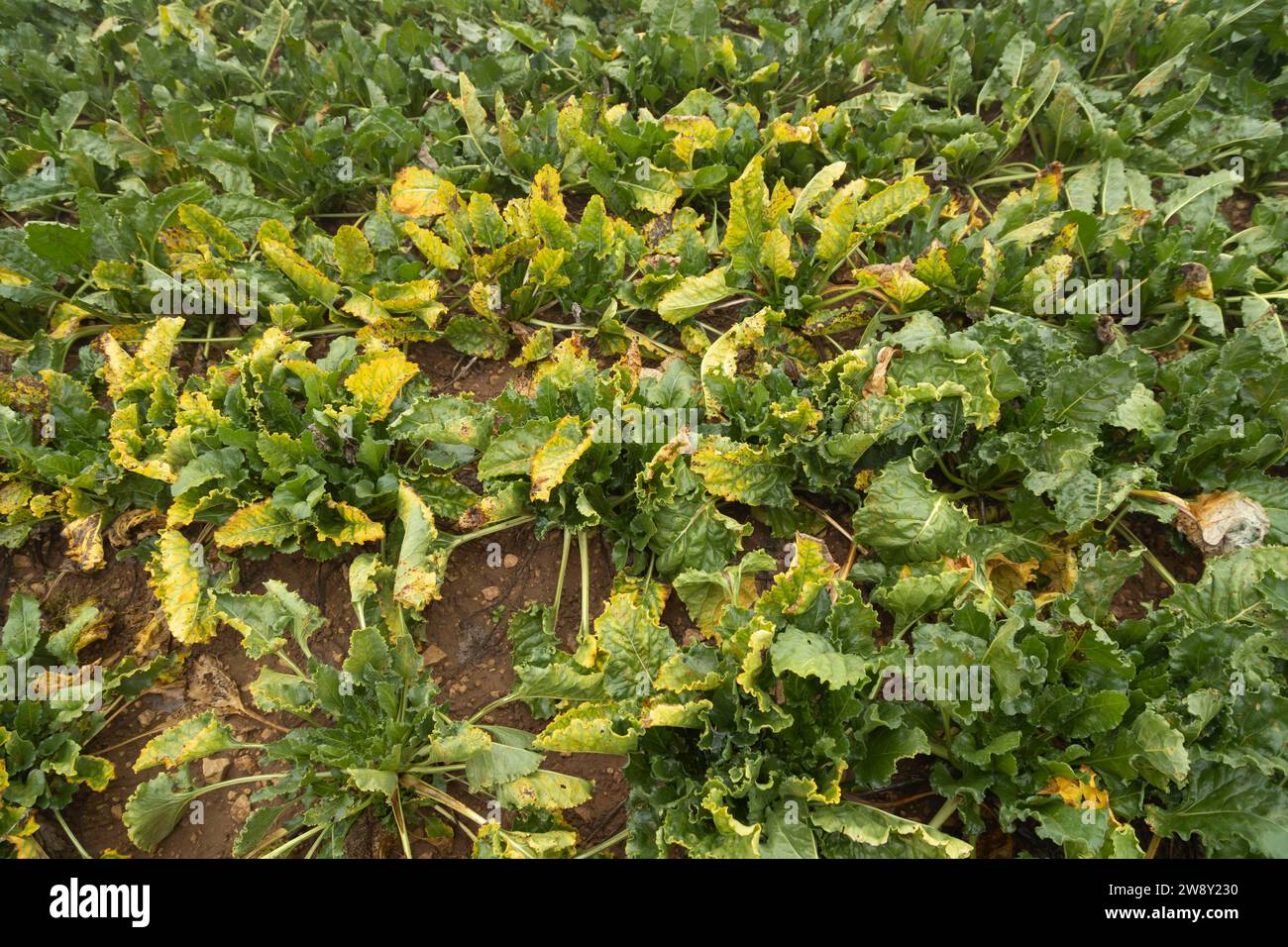 Sugar beet (Beta vulgaris) crop infected plants with virus yellows ...