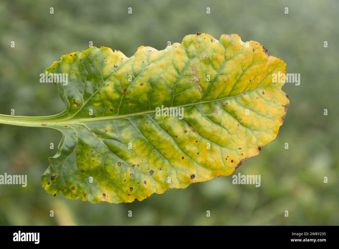 Sugar beet (Beta vulgaris) crop infected plant leaf with virus yellows ...