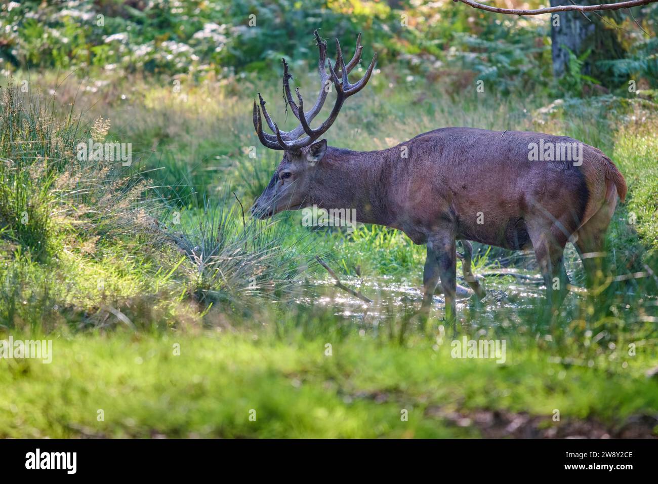 Red deer (Cervus elaphus), with impressive antlers standing in a pond ...
