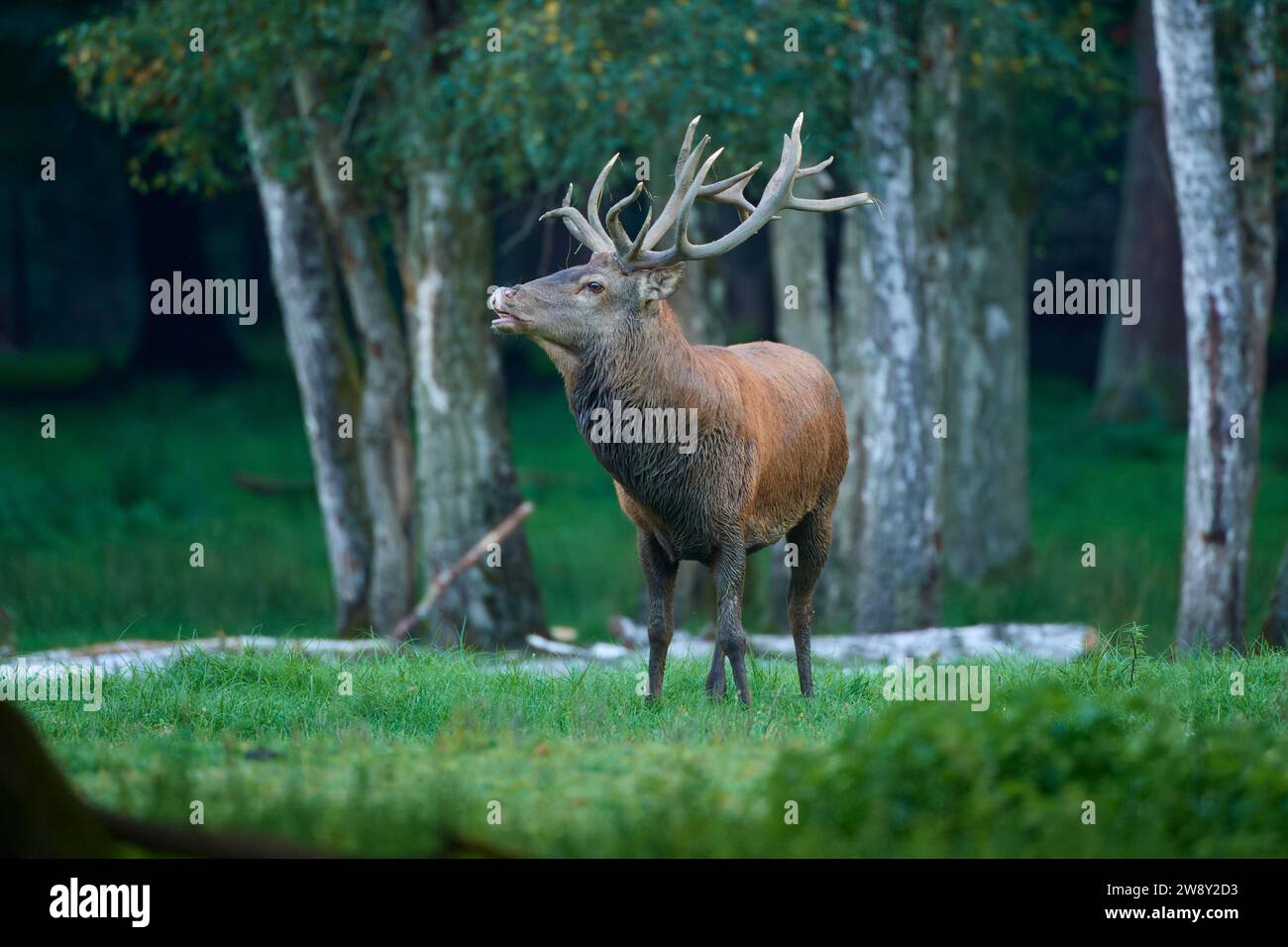 Red deer (Cervus elaphus), with imposing antlers standing in a forest ...