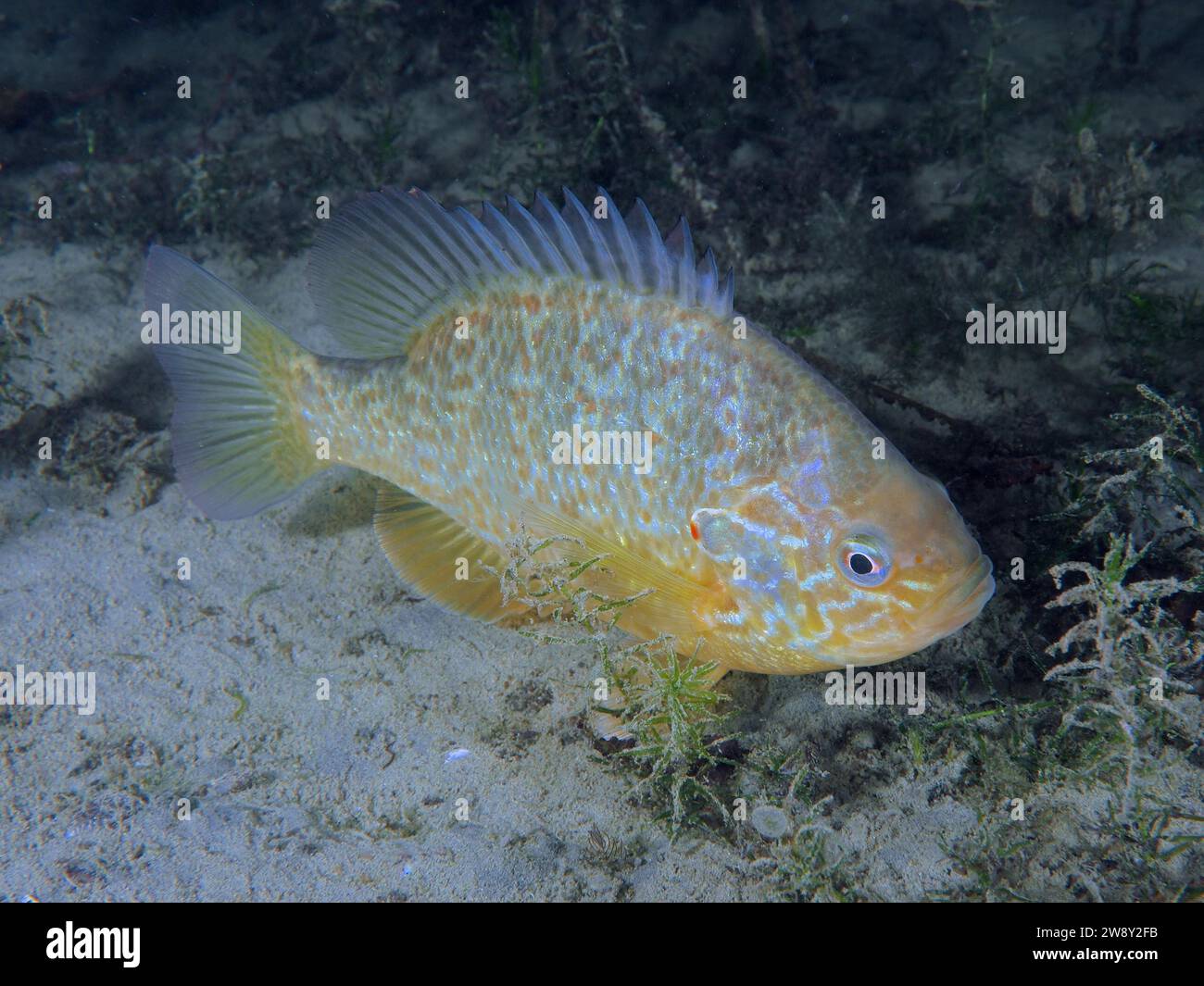 Pumpkinseed sunfish (Lepomis gibbosus), dive site Pumpwerk Rueschlikon ...