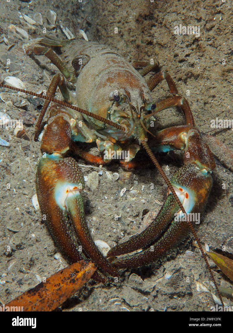 Signal crayfish (Pacifastacus leniusculus), American crayfish, invasive ...
