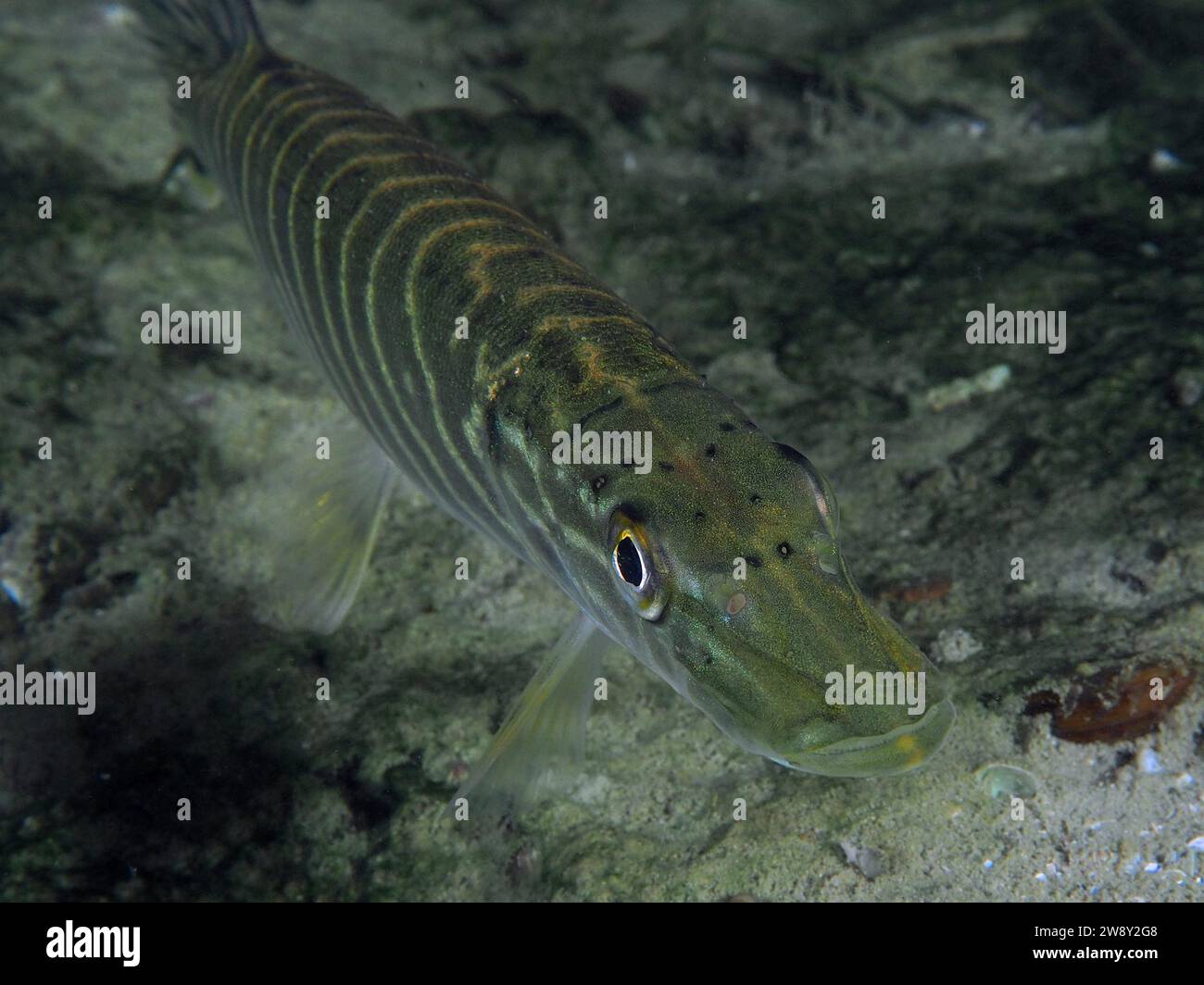 Pike (Esox lucius), dive site Grosser Parkplatz, Herrliberg, Lake ...