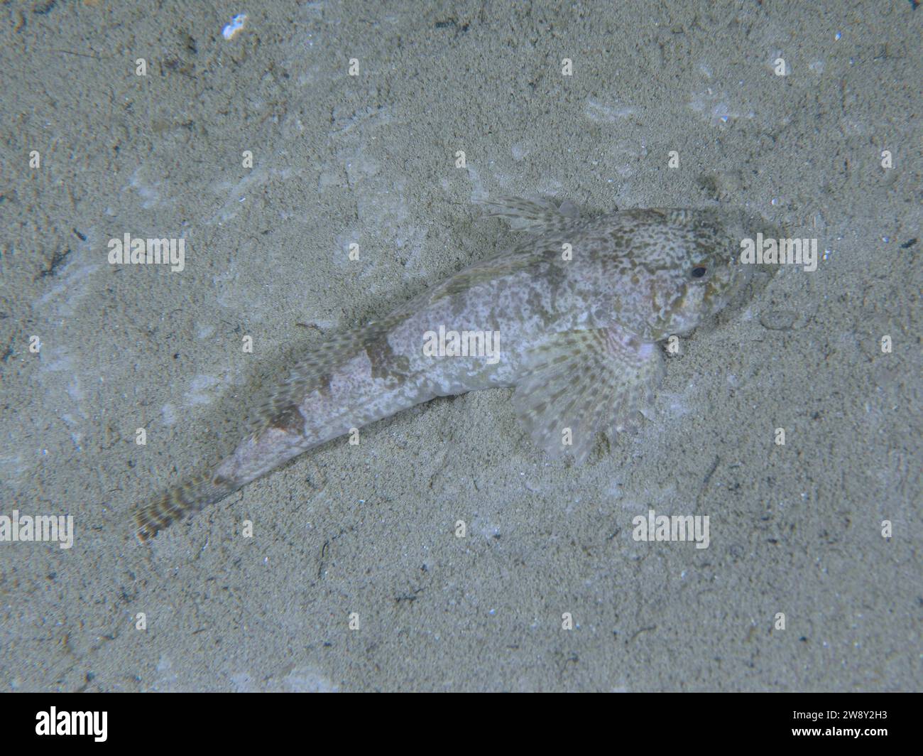 Cottidae hi-res stock photography and images - Alamy