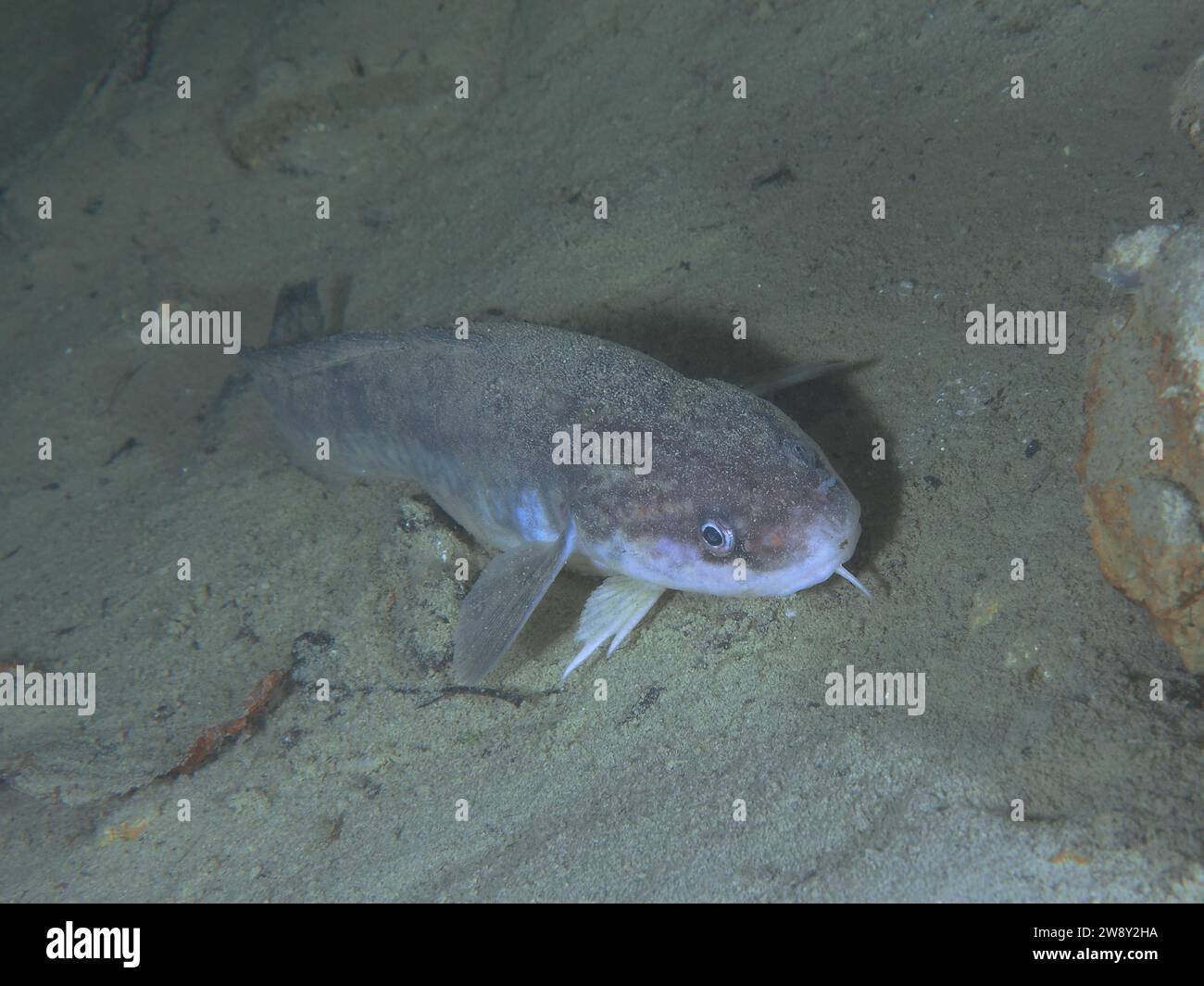 Burbot fish hi-res stock photography and images - Alamy