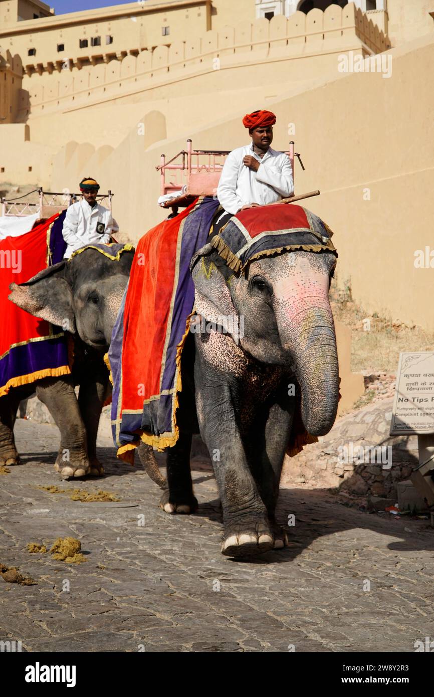 Elephants as mounts for tourists in front of the Amber Fort, Jaipur ...